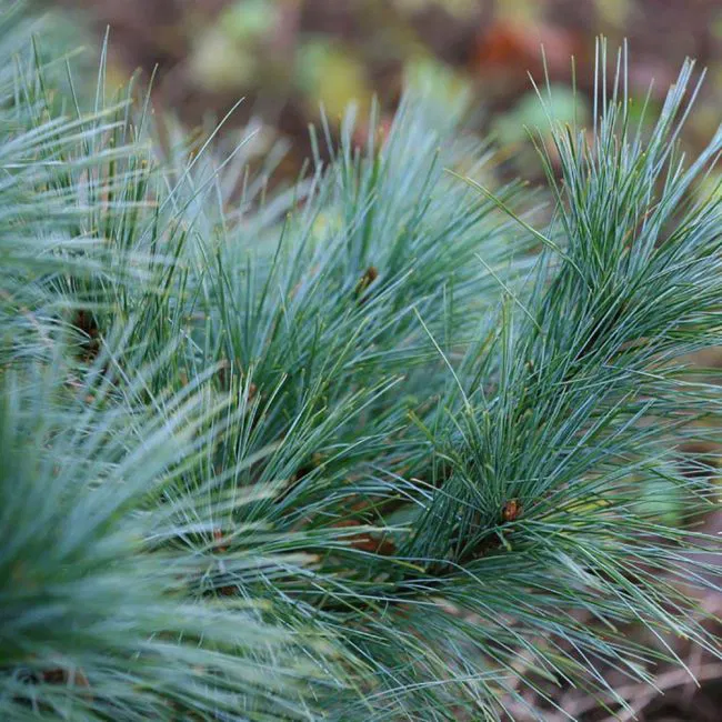 Pinus strobus Radiata