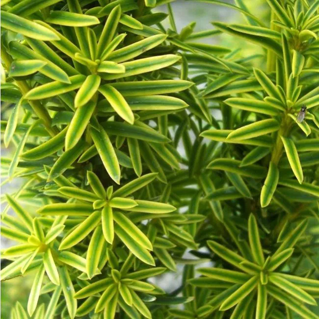 Taxus baccata David