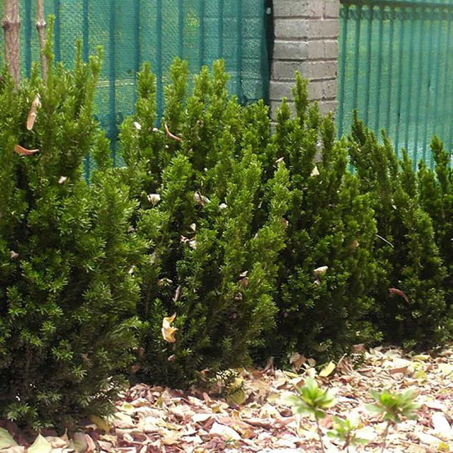 Taxus media Hillii