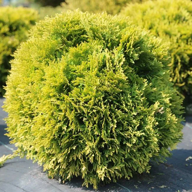 Thuja Dawid PBR