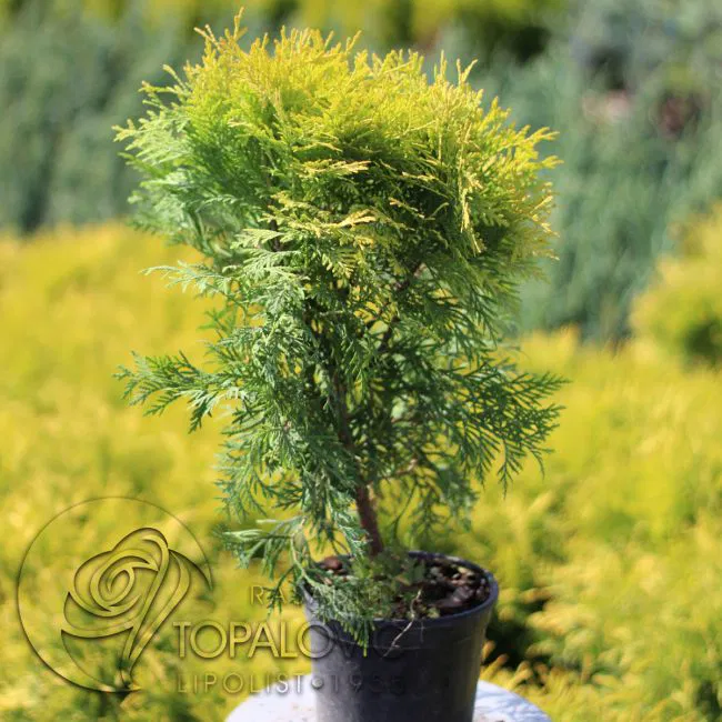 Thuja occ. Golden Globe