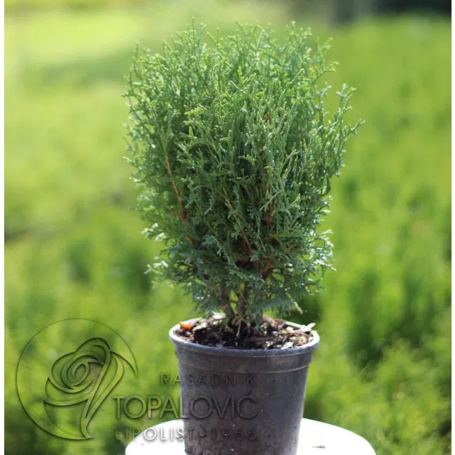 Thuja Tiny Tim