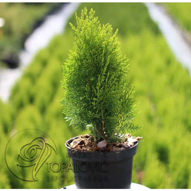 Thuja orientalis Aurea Nana