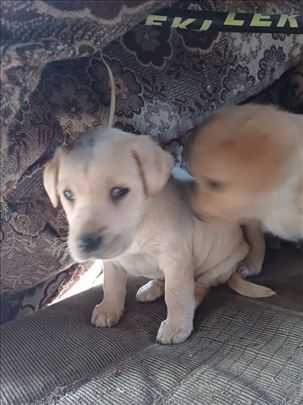 Labrador retriver, štene