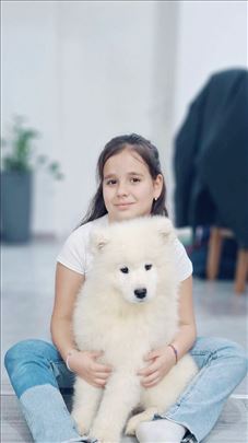 Samojed, štene