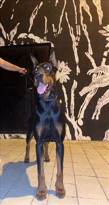 Doberman, mlad pas za parenje