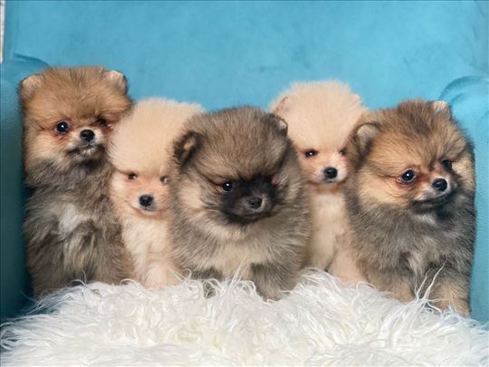 Pomeransci boo