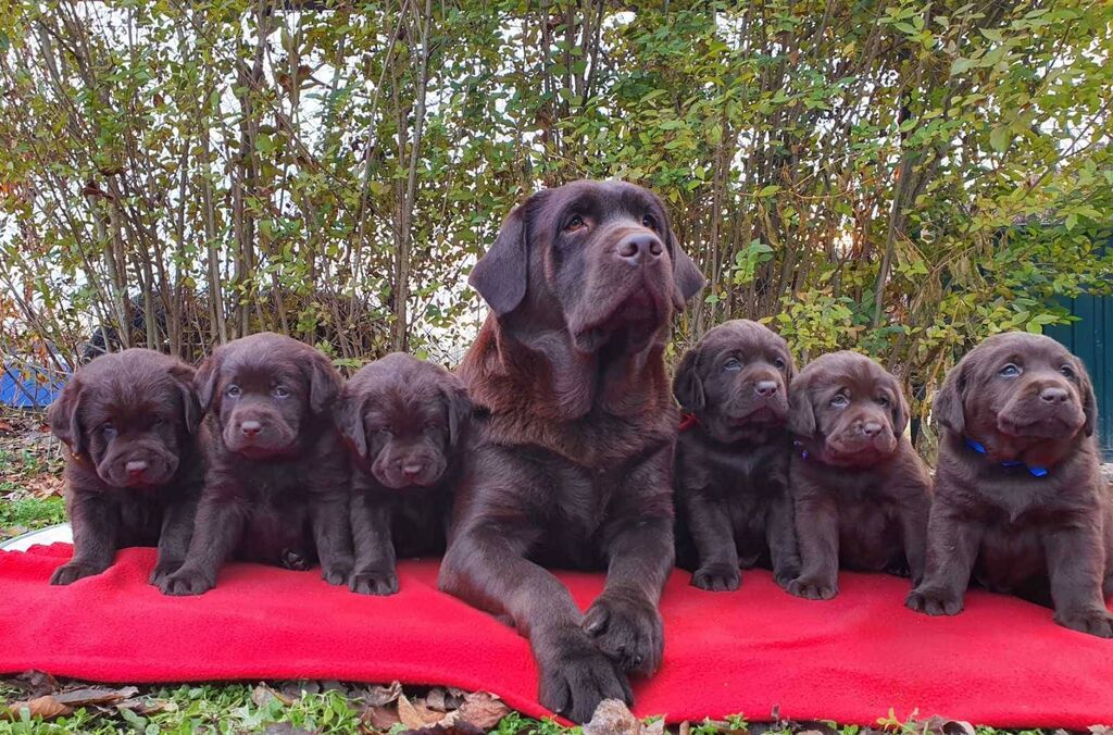 Izuzetna cokoladna stenad Labrador retrivera od uvoznih roditelja