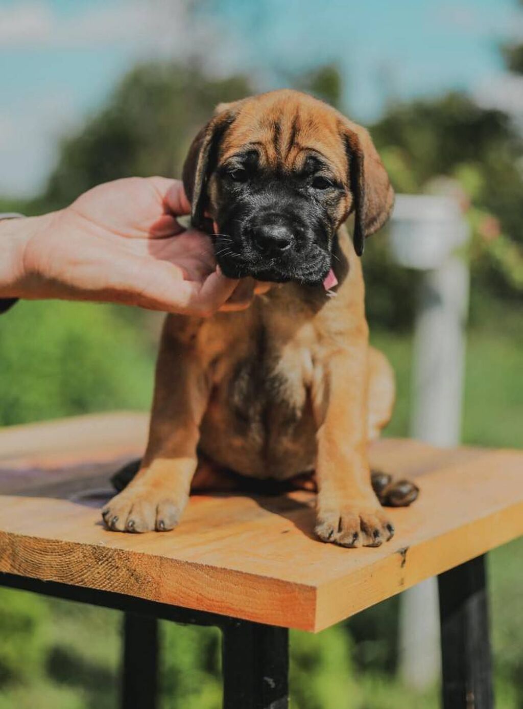 Postanite vlasnik jednog od naših vrhunskih Cane Corso štenaca