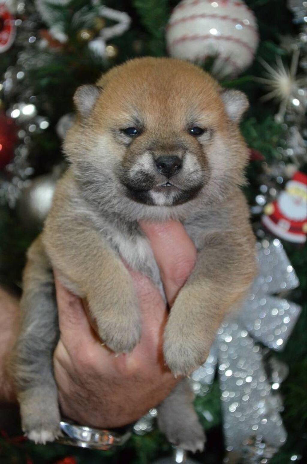 Shiba inu štenci Odgajivačnica "Kami's little fellows " predstavlja