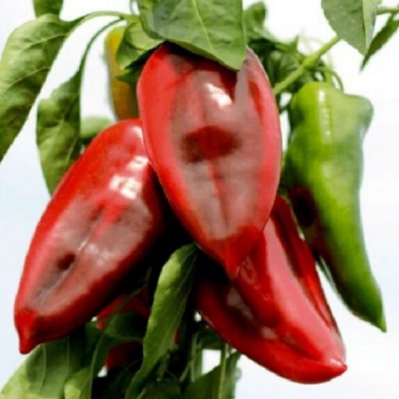 Paprika Slonovo uvo