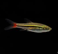 Rasbora borapetensis