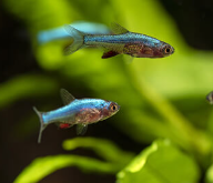 Plava Axelrodi Rasbora