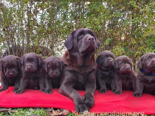 Labrador retriver čokoladni štenci