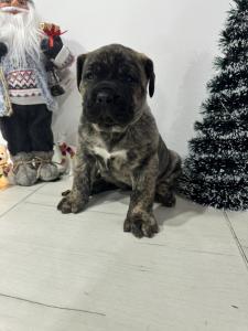 Preca Canario Kanarska doga štenci