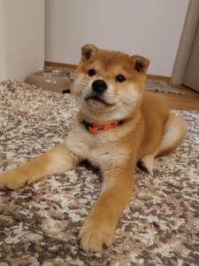 Shiba inu stenci povoljno