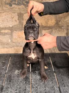 Cane Corso stenci