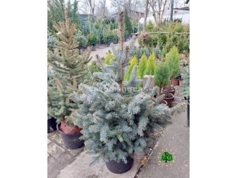 Srebrna smrča - Picea pungens 'Glauca'