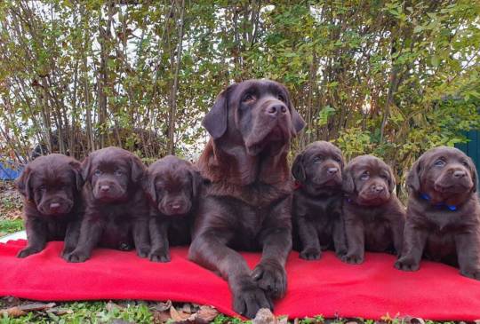 Labrador retriver čokoladni štenci