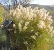 miskanthus sinensis-kineska šaš20kom