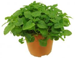 Matičnjak (3000 semenki) Melissa officinalis