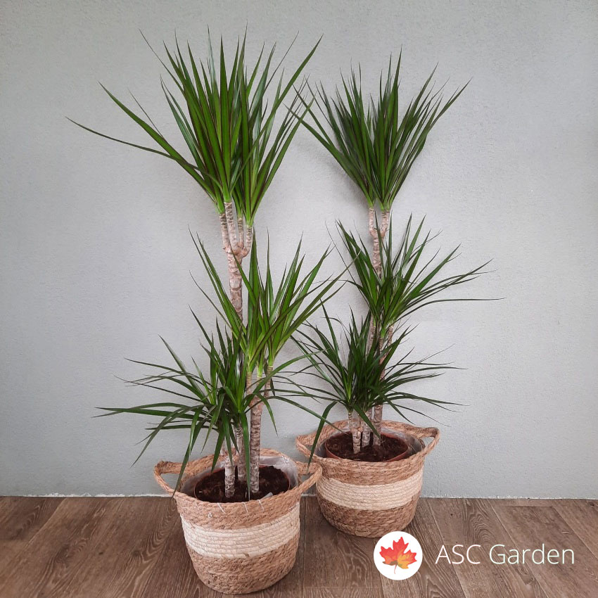 Dracaena marginata 70 cm