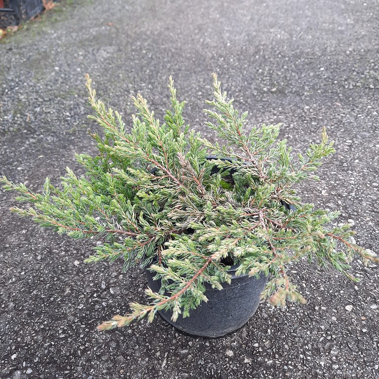 Juniperus communis Repanda 20 cm