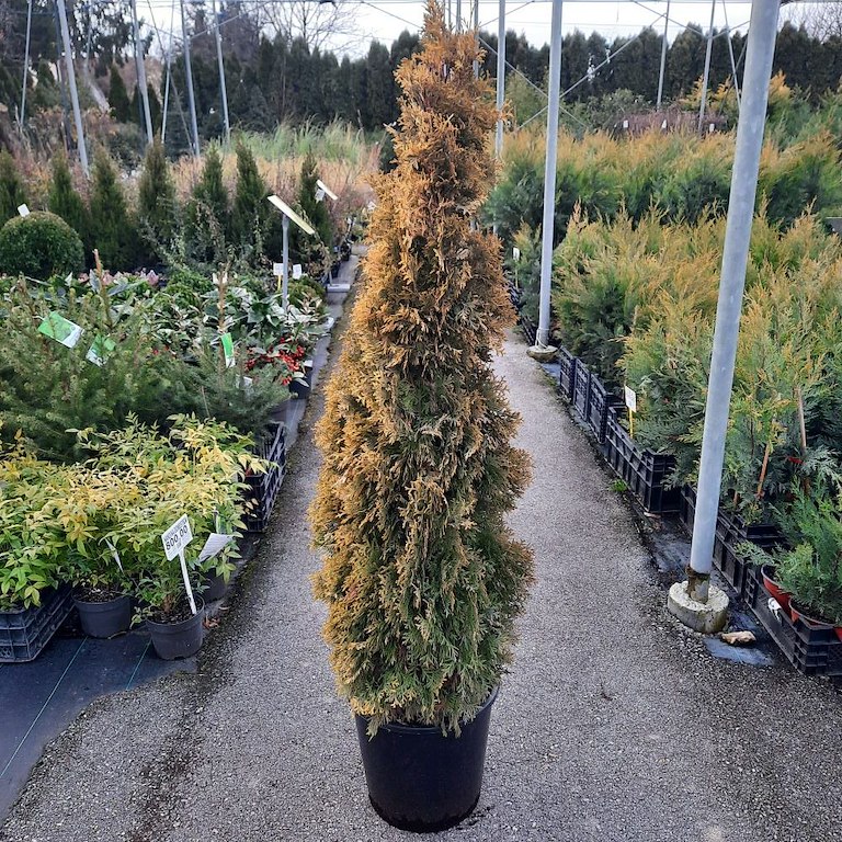 Thuja Golden Smaragd 130 cm