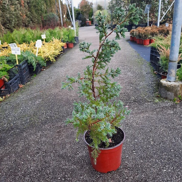 Juniperus chinensis Blue Alps 40-50 cm