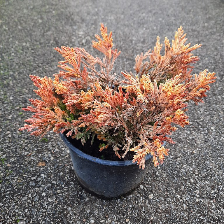 Juniperus Limeglow 20 cm