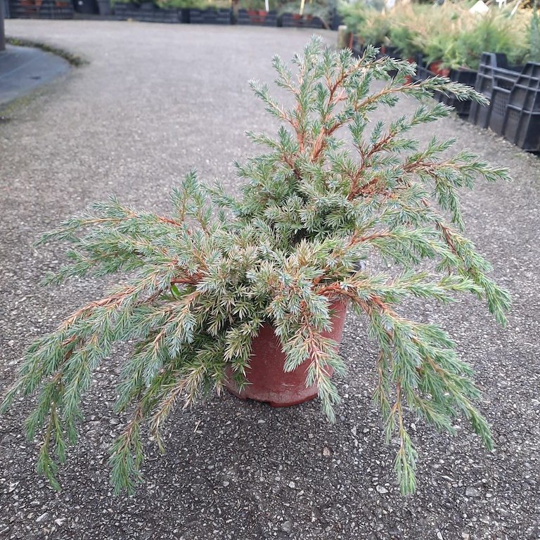 Juniperus conferta Schlager 30 cm