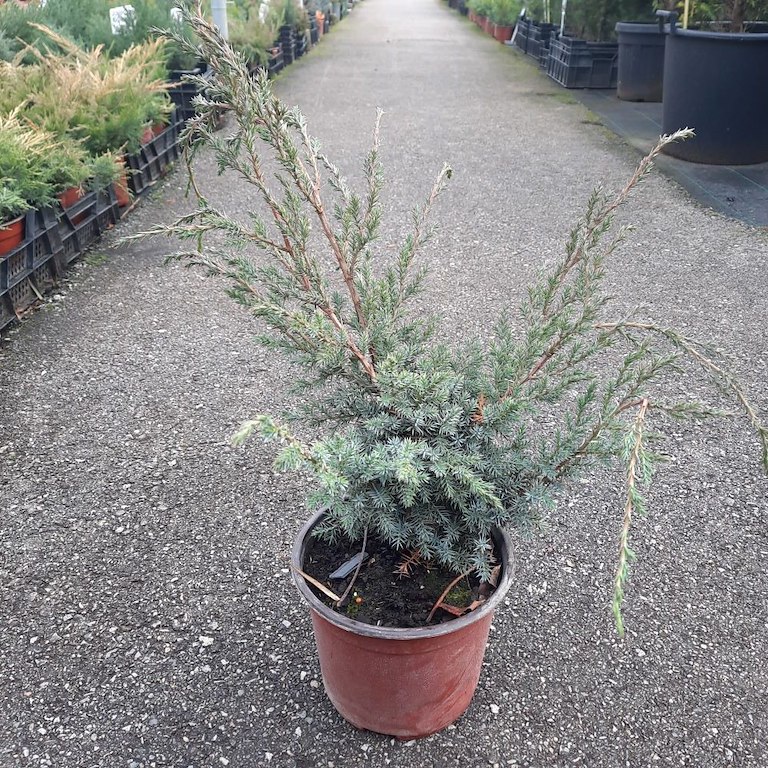 Juniperus Blue Swede 30 cm