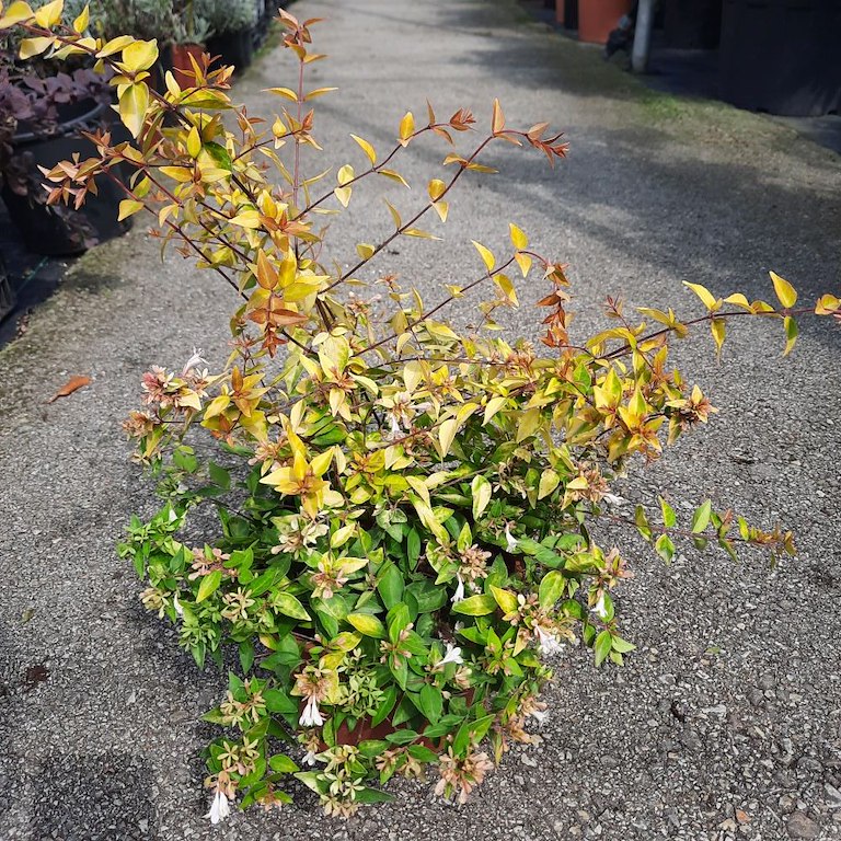 Abelia Golden Spot 30 cm