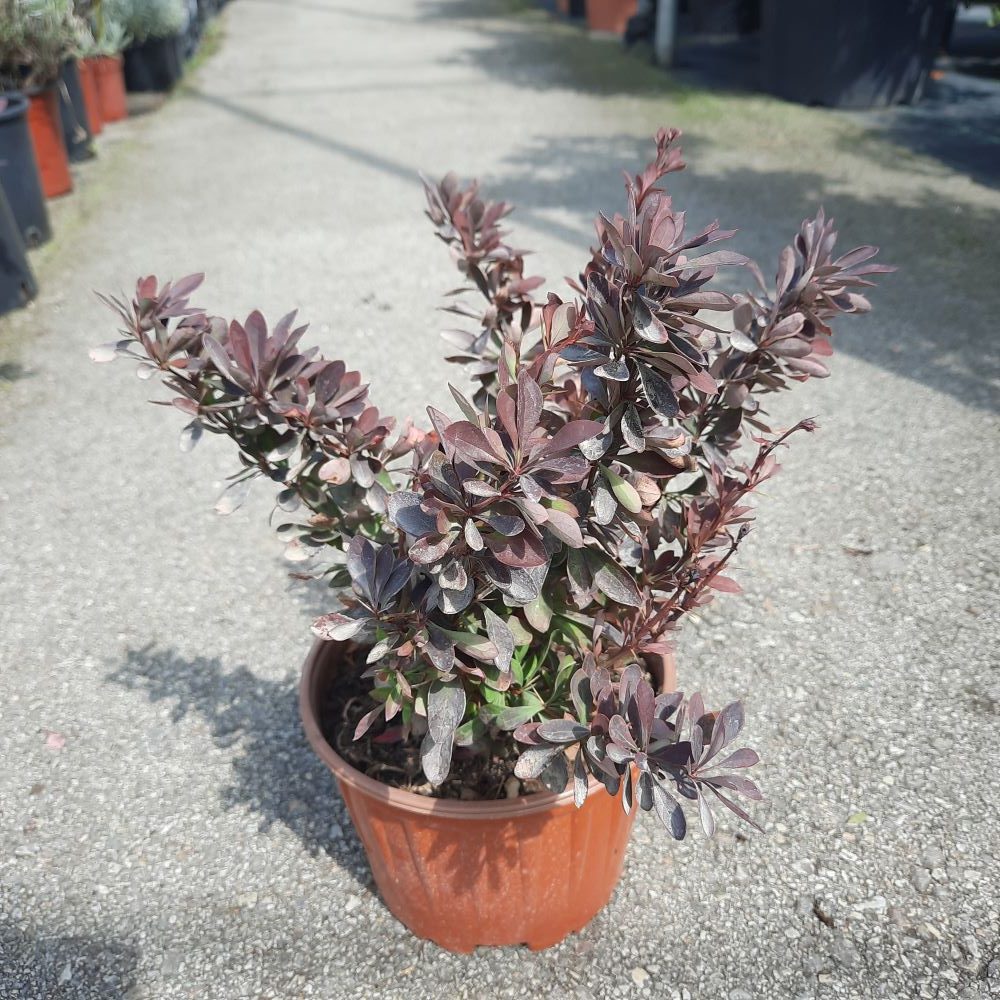 Berberis Red Jewel 30 cm