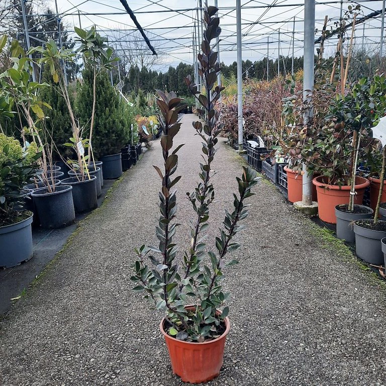 Ilex meserveae Blue Maid 70 cm