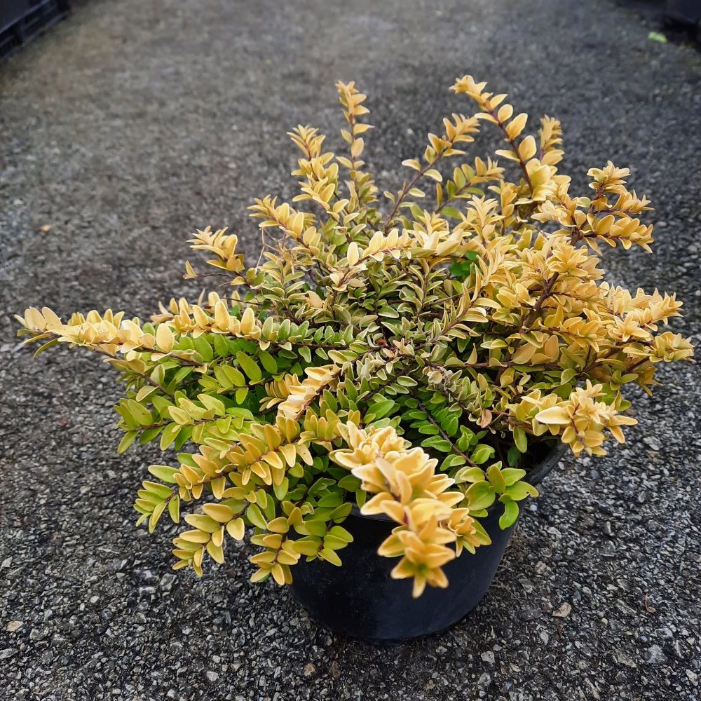 Lonicera Golden Glow 20 cm