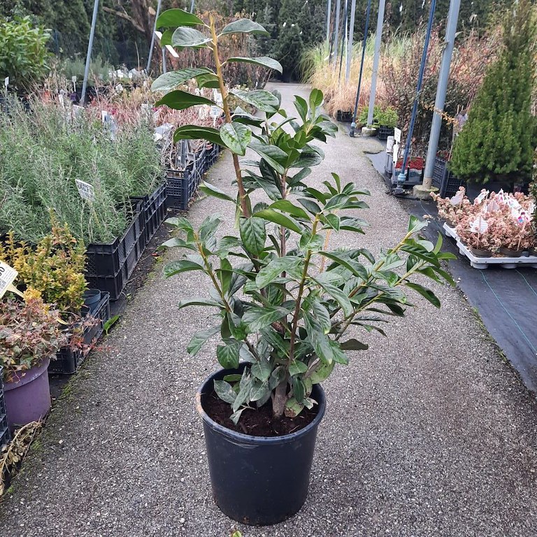 Prunus Laurocerasus Novita 70 cm