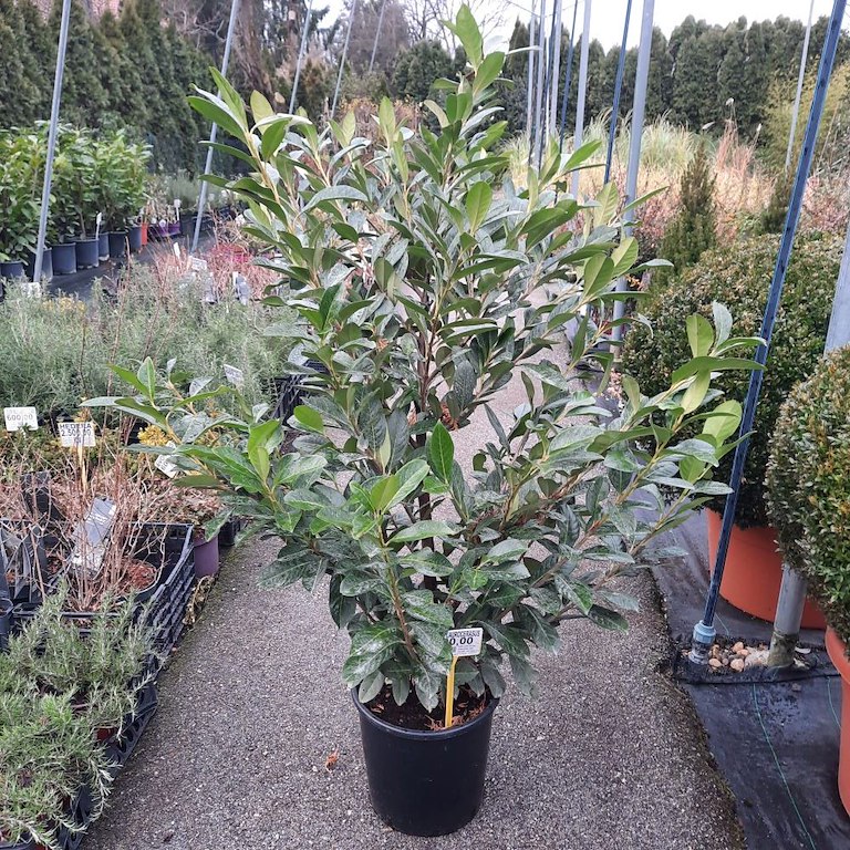 Prunus laurocerasus 150 cm