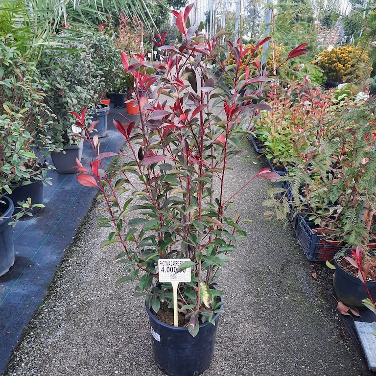 Photinia Carre Rouge 100 – 130 cm