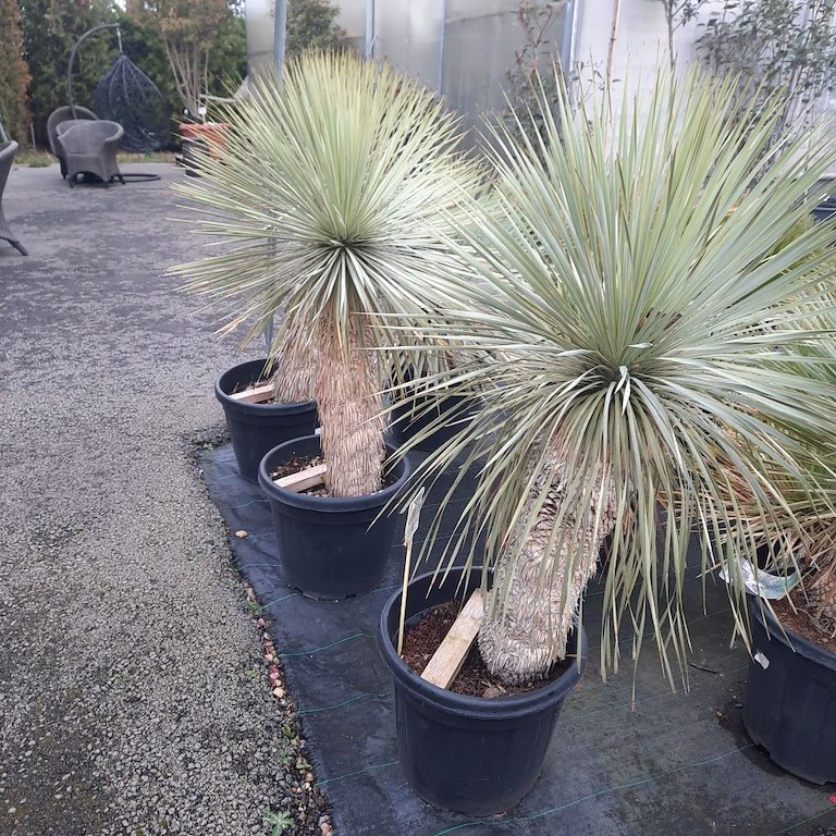 Yucca rostrata 80 cm