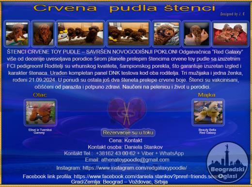 Crvena Pudla Štenci