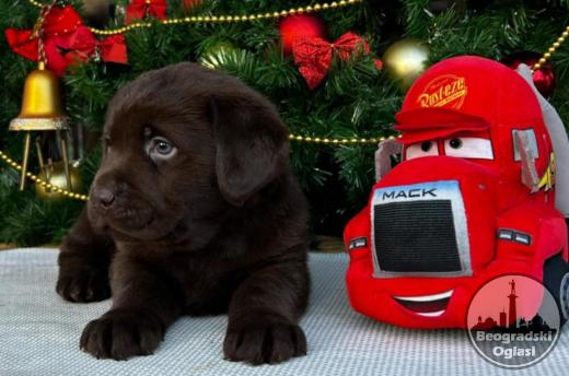 Labrador retriver čokoladni štenci na prodaju