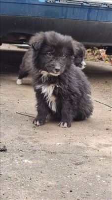 Samojed, mešanci na poklon