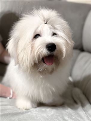 Koton de Tulear štenci