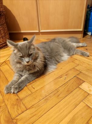 Maine Coon , mlad macor