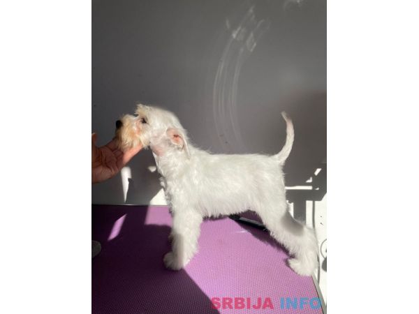 Patuljasta bela snaucerka
