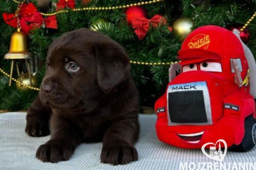 Labrador retriver čokoladni štenci na prodaju