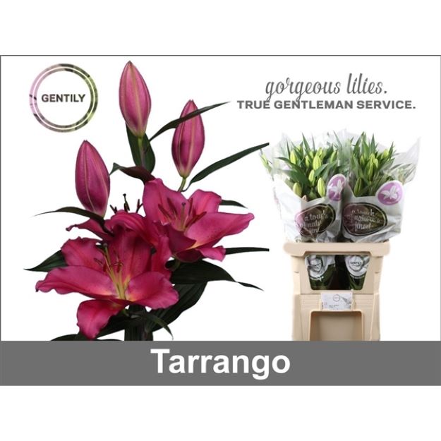 Li Or Tarrango