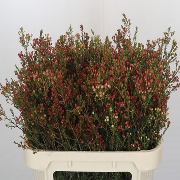 Waxflower Adi