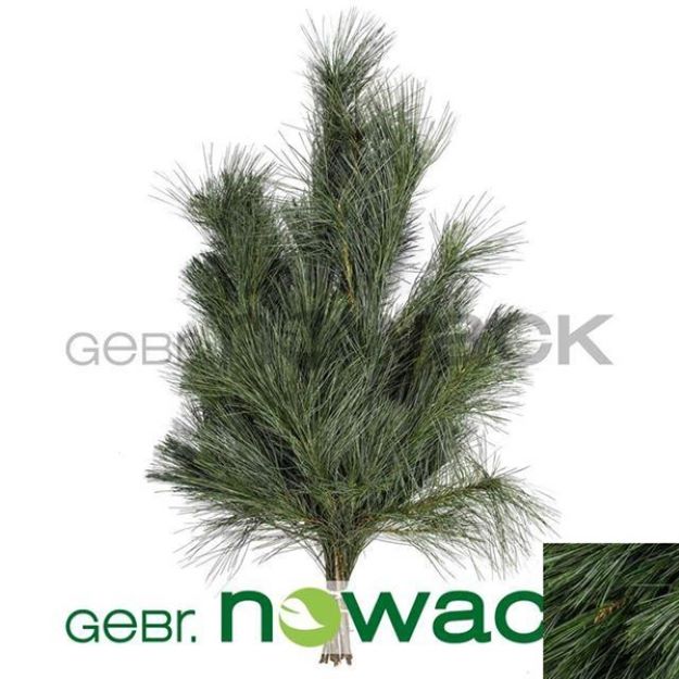 Ze Dec Stem Pinus Strobus